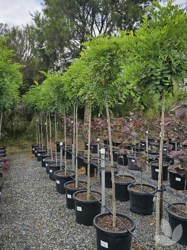 Robinia pseudoacacia 'Inermis' - Mop Top Robinia (Locust) - Trees ...