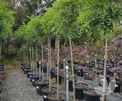 Robinia pseudoacacia 'Inermis' - Mop Top Robinia (Locust) - Trees ...