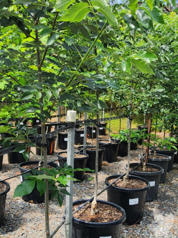 Fraxinus pennsylvanica 'Urbdell' - Urbanite Ash - Trees - Speciality Trees