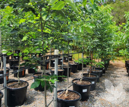 Fraxinus pennsylvanica 'Urbdell' - Urbanite Ash - Trees - Speciality Trees