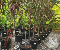 Prunus persica 'Crimson Cascade' (weeping standard) - Crimson Cascade ...