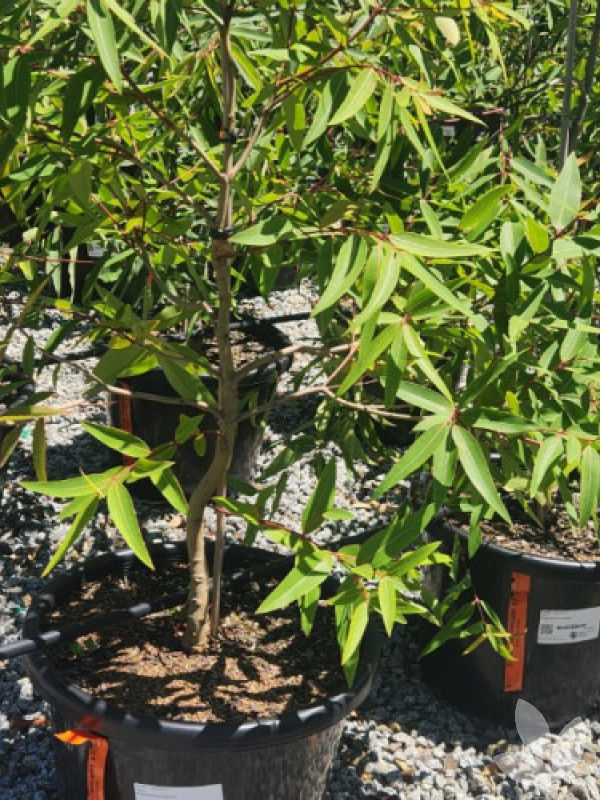 Angophora costata - Smooth-barked Apple Myrtle, Rusty Gum - Trees ...