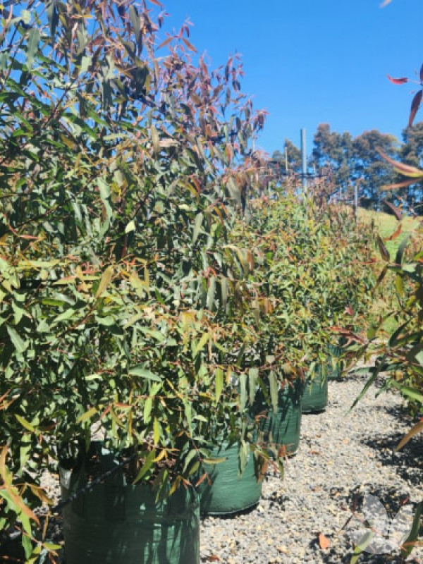 Angophora costata - Smooth-barked Apple Myrtle, Rusty Gum - Trees ...