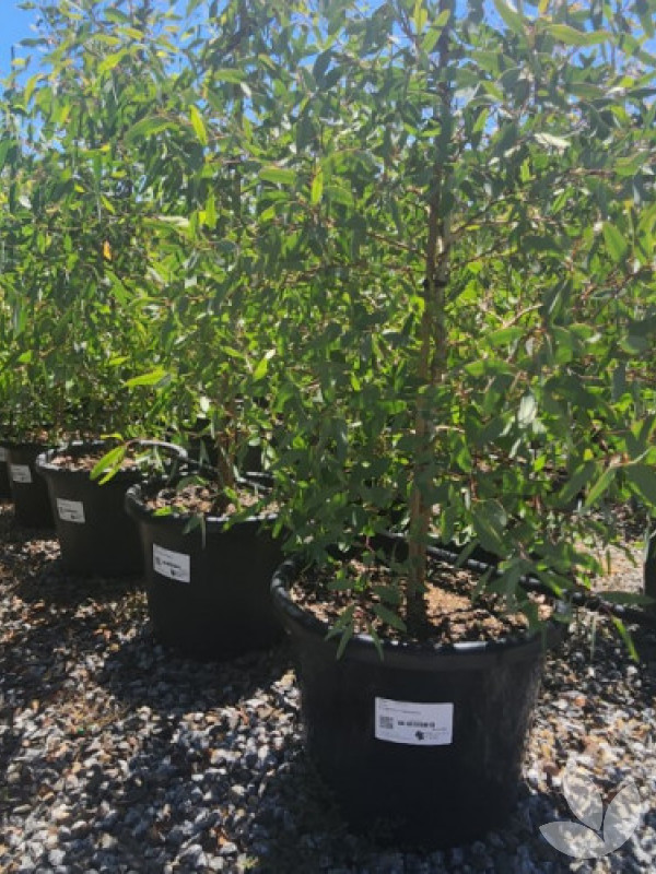 Eucalyptus melliodora - Yellow Box - Trees - Speciality Trees
