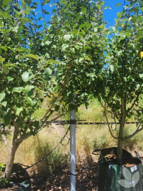 Malus domestica 'Red Fuji' - Red Fuji Fruiting Apple - Trees ...