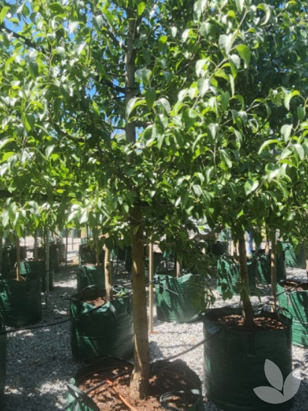 Pyrus nivalis - Snow Pear (Ornamental Pear) - Trees - Speciality Trees