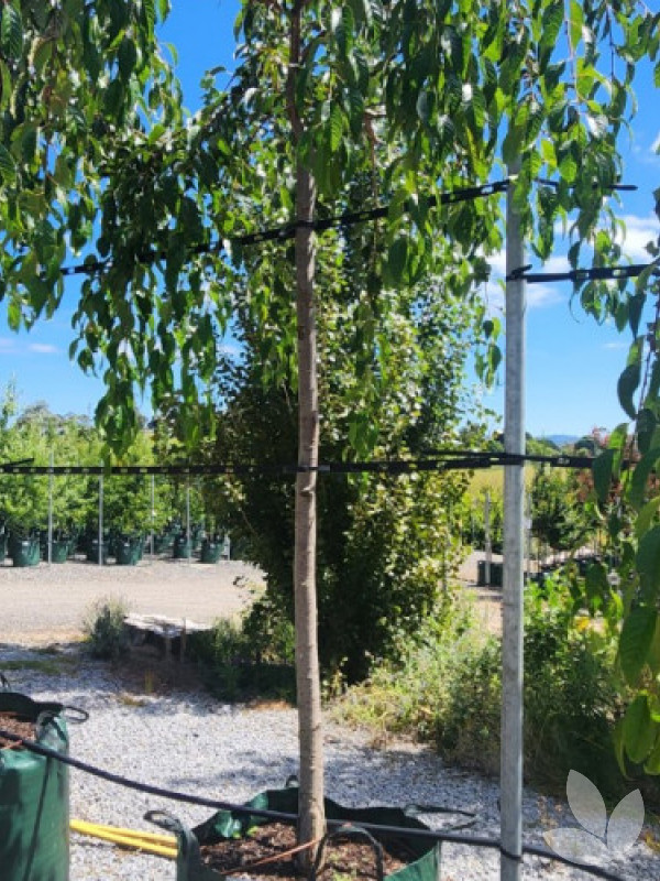 Prunus serrulata 'Cheals Weeping' (weeping standard) - Cheals Weeping ...