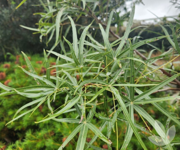 Brachychiton rupestris - Queensland Bottle Tree - Trees - Speciality Trees