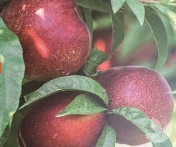 Prunus persica nucipersica 'White Satin' - White Satin Nectarine Tree ...