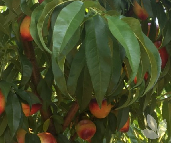 Prunus persica nucipersica 'Sunraycer' - Sunraycer Nectarine Tree (Low ...