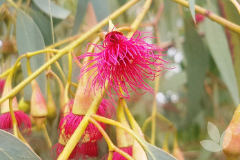 Eucalyptus leucoxylon rosea - Red-flowering Yellow Gum - Trees ...