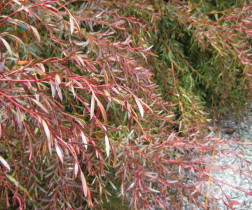 Native bird-attracting Trees - Tree Selections - Speciality Trees