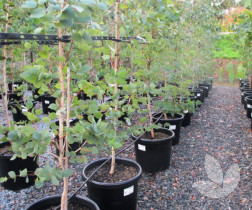 Eucalyptus leucoxylon - Yellow Gum - Trees - Speciality Trees