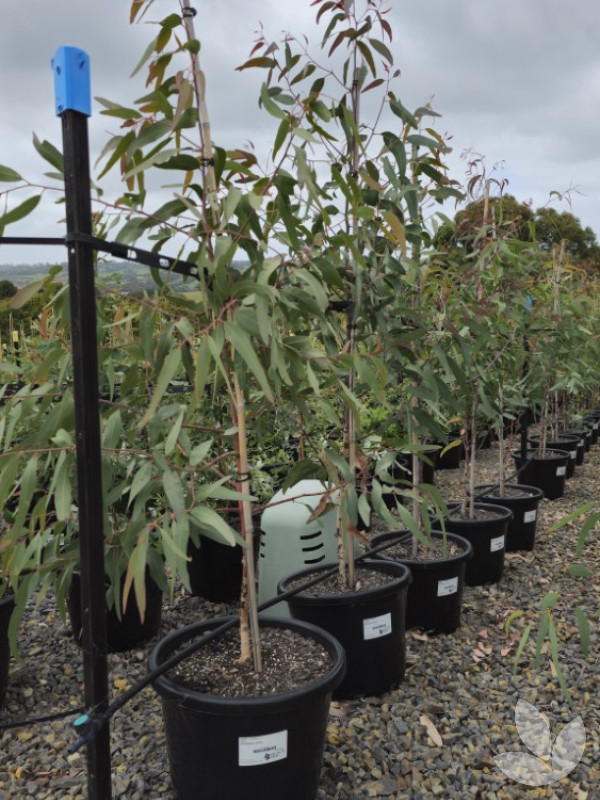 Eucalyptus victrix | An iconic Australian Native Feature Tree ...