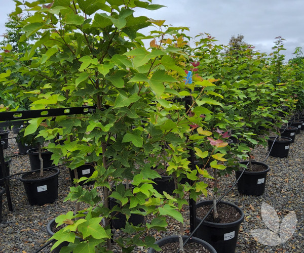 Liquidambar formosana 'Evergreen' - Liquidamber Tree, Sweet Gum - Trees ...