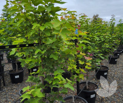 formosana - Species - Trees - Speciality Trees