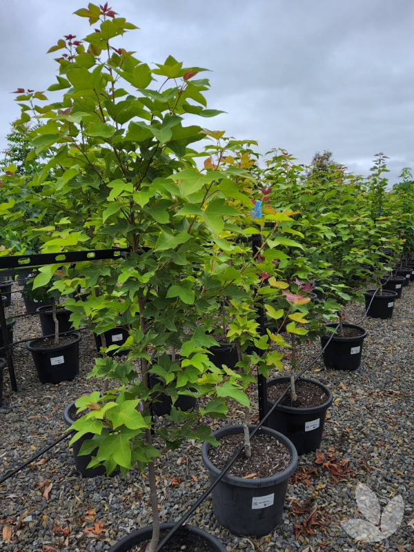 Liquidambar formosana 'Evergreen' - Formosa Sweet Gum - Trees ...