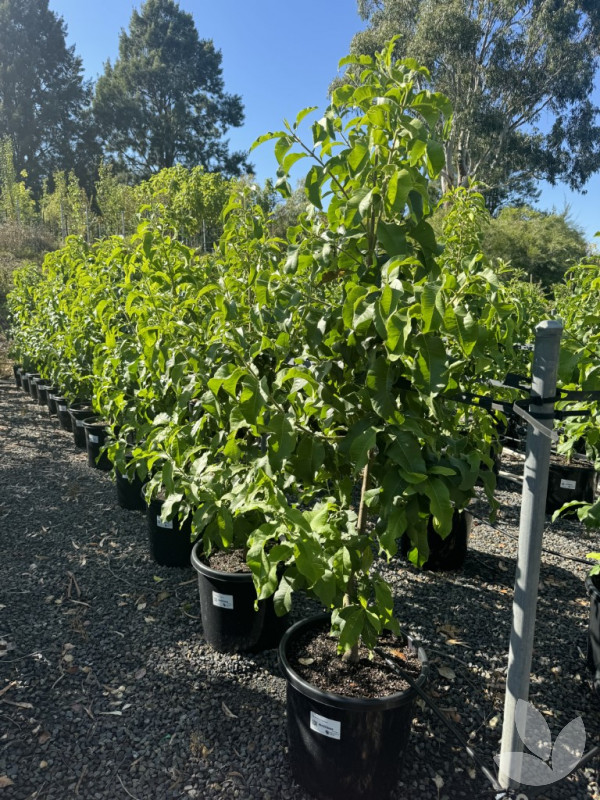 Calodendrum capense - Cape Chestnut - Trees - Speciality Trees