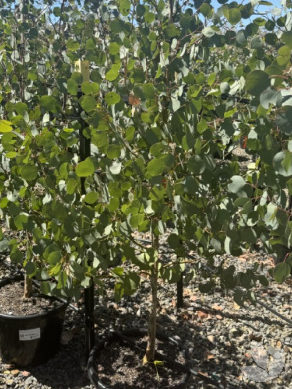 Eucalyptus polyanthemos - Red Box - Trees - Speciality Trees