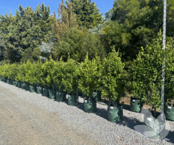 Ficus microcarpa hillii 'Flash' - Flash Ornamental Fig - Trees ...