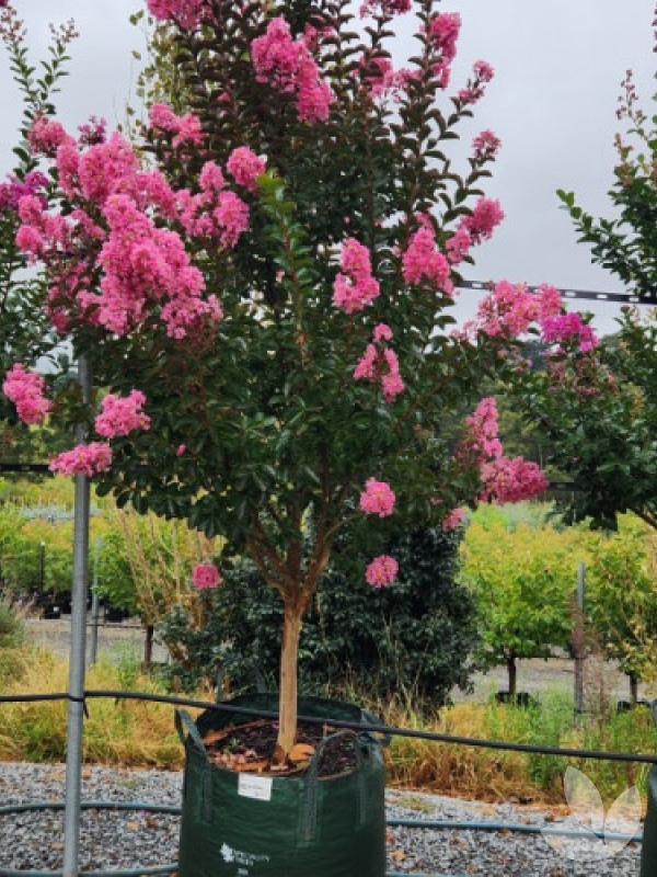 Lagerstroemia indica x fauriei 'Sioux' - Crepe Myrtle (hot musk pink ...