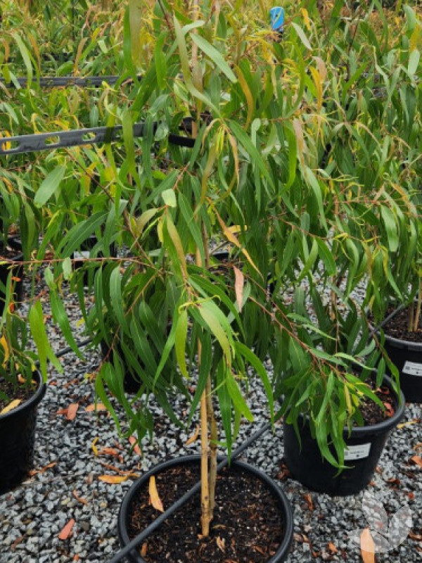 Corymbia citriodora Baby Citro 'Babycit'™ - Dwarf Lemon-scented Gum ...