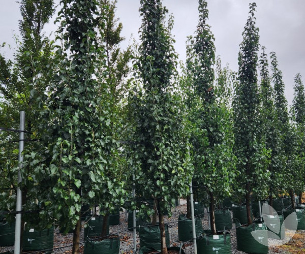Pyrus calleryana 'Capital' - Capital Ornamental Pear Tree - Trees ...