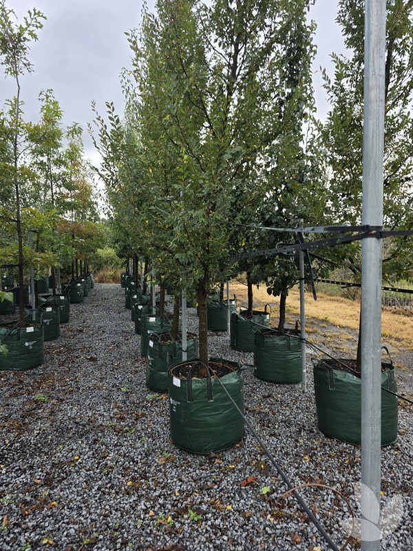 Ulmus parvifolia 'Burnley Select' - Burnley Select Chinese Elm - Trees ...