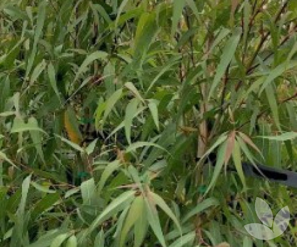 Corymbia citriodora 'Lemon Essence' - 'Lemon Essence' Dwarf Lemon ...