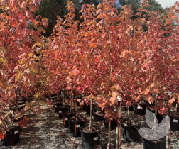 Acer x freemanii 'Jeffersred' - Autumn Blaze Maple, Jeffers Red Maple ...