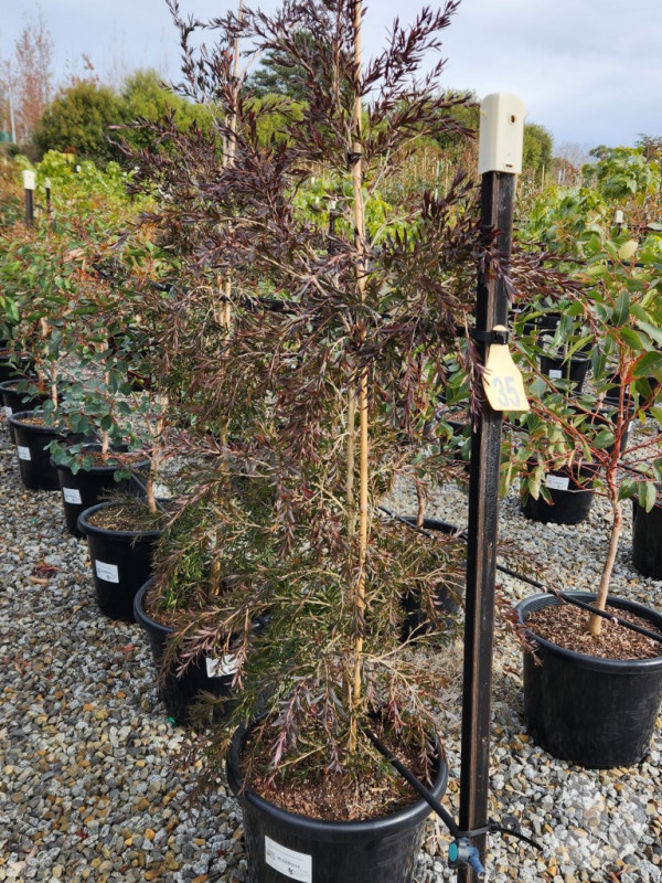 Leptospermum obovatum 'Starry Night' - Starry Night Tea Tree - Trees ...