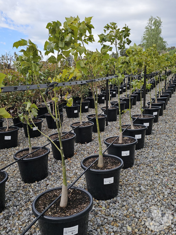 Griffith Pink Brachychiton - Speciality Trees