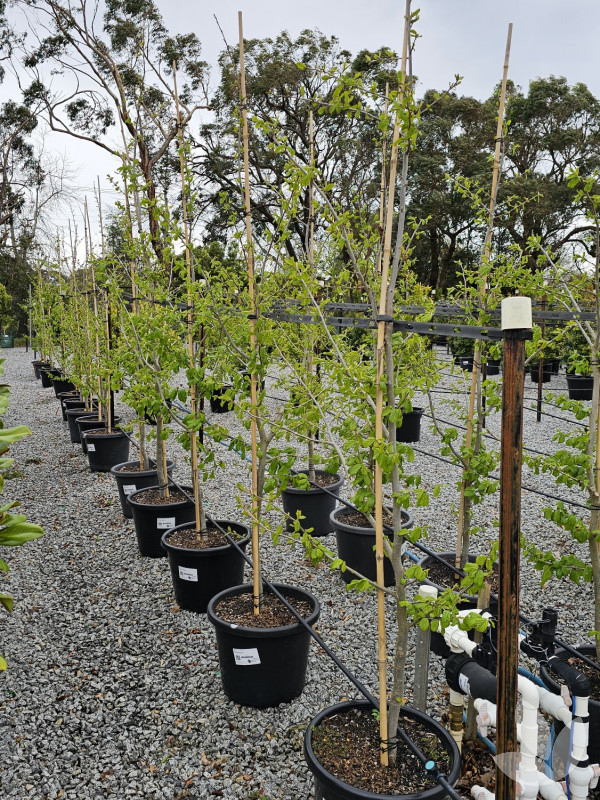 Parrotia persica - Persian Ironwood Tree, Persian Witch-Hazel Tree ...