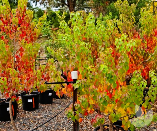 Sapium sebiferum '(syn. Triadica sebifera)' - Chinese Tallow Tree ...