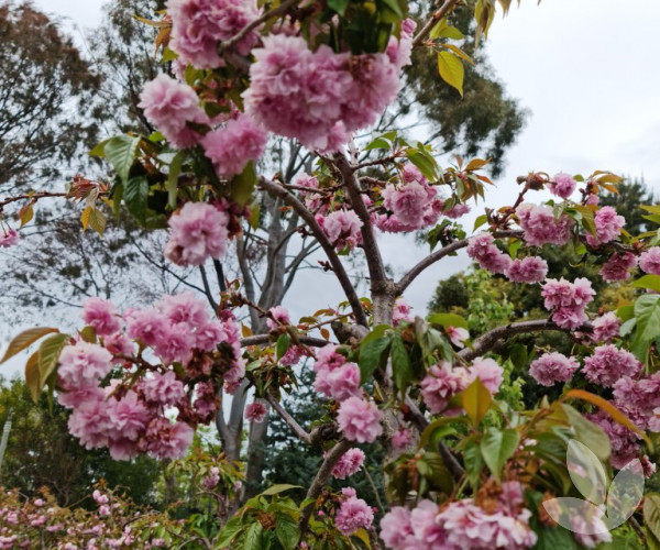 Prunus serrulata 'Cheals Weeping' (weeping standard) - Cheals Weeping ...