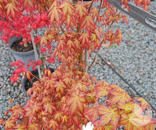 Shindeshojo Japanese Maple - Speciality Trees