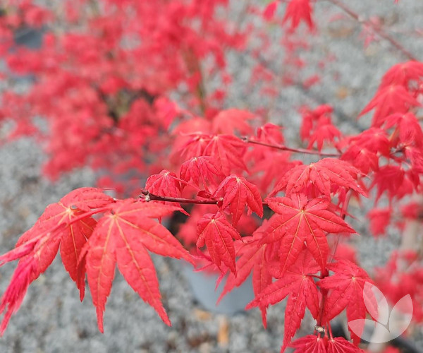Shindeshojo Japanese Maple - Speciality Trees