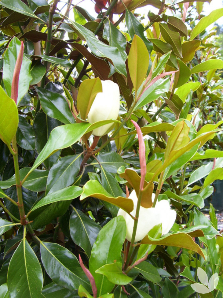 Our Guide to Evergreen Magnolia - Tree Selections - Speciality Trees