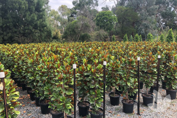 Magnolia grandiflora 'Teddy Bear' ™ - Teddy Bear Magnolia Tree ...