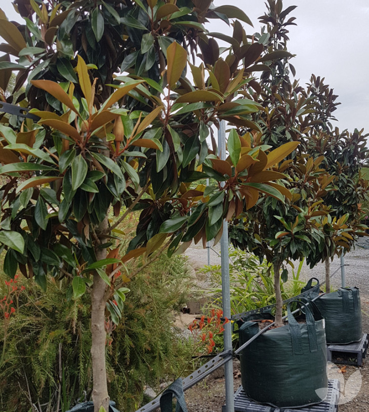 Our Guide to Evergreen Magnolia - Tree Selections - Speciality Trees