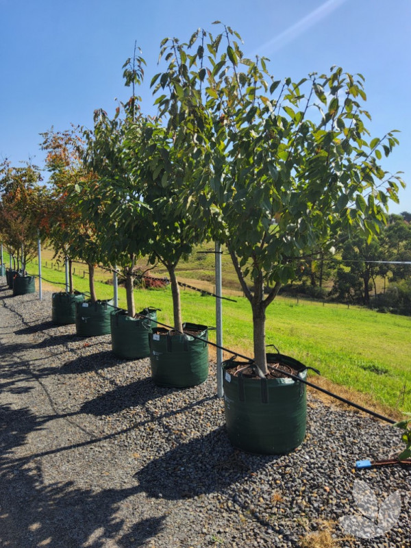 Prunus avium - Sweet Cherry - Trees - Speciality Trees