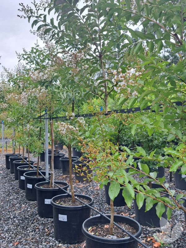 Lagerstroemia indica x fauriei 'Natchez' - Crepe Myrtle (white) - Trees - Speciality Trees