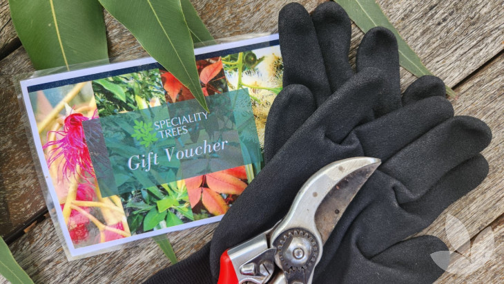Trees Make Great Christmas Gifts - Blog - Speciality Trees