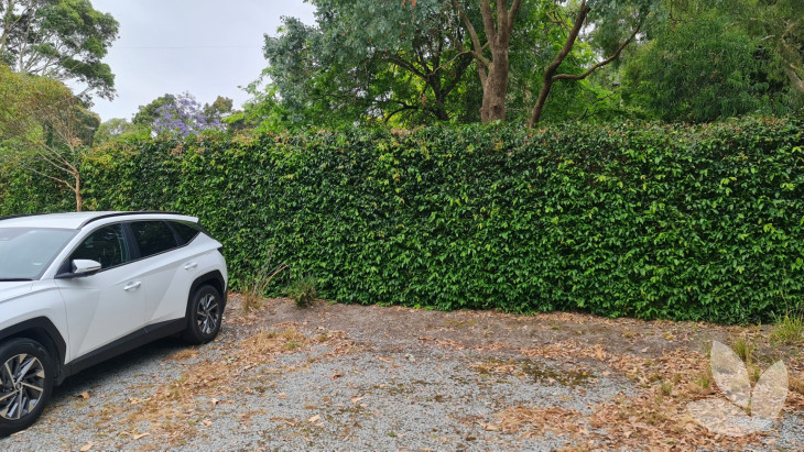 Selecting the right tree for your home - Blog - Speciality Trees