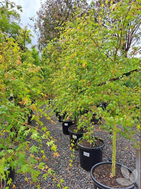 Acer palmatum - Japanese Maple Tree - Trees - Speciality Trees