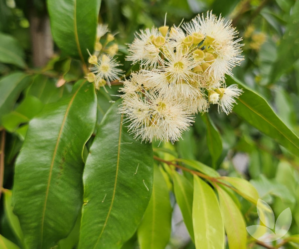 Waterhousea floribunda 'ST1' Whisper (syn. Syzygium) - Whisper Weeping ...