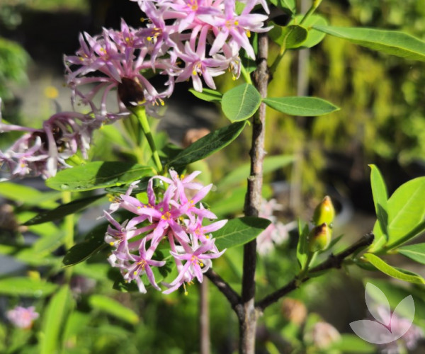 Dais cotinifolia - PomPom Tree - Trees - Speciality Trees