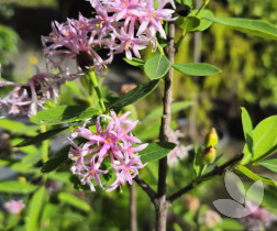 Dais cotinifolia - PomPom Tree - Trees - Speciality Trees