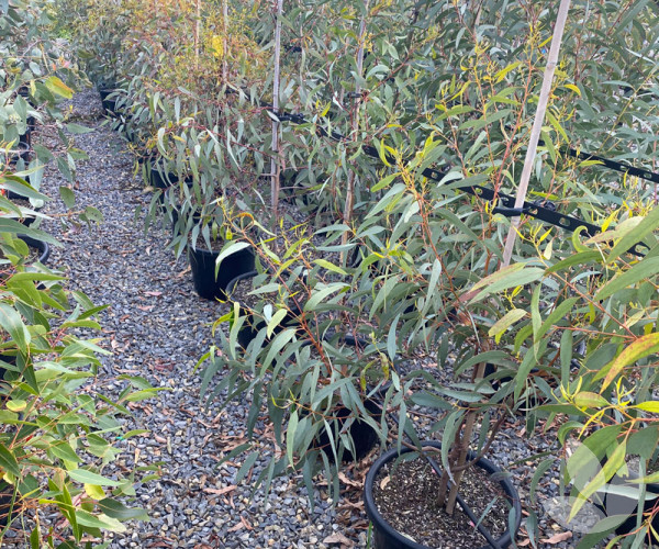 Eucalyptus torquata - A Beautiful Australian Native Tree - Speciality Trees