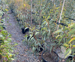 Eucalyptus torquata - A Beautiful Australian Native Tree - Speciality Trees